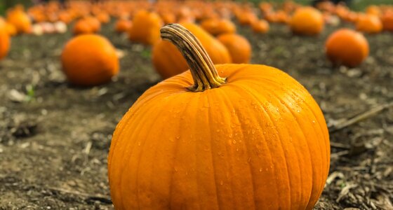 What's on in Edinburgh in October 2026? | The Edinburgh Address